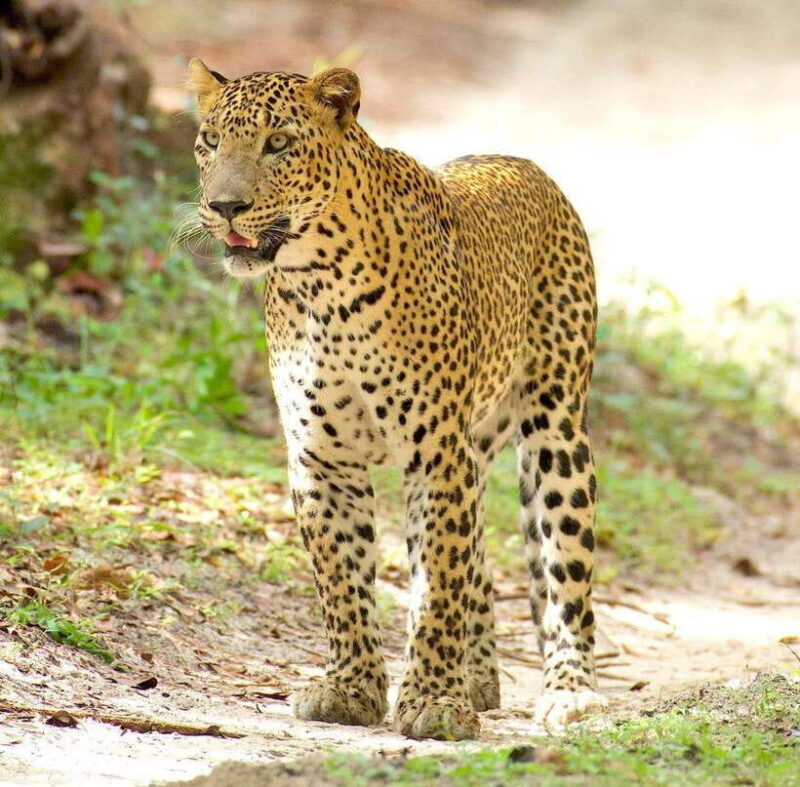 From Bentota - Yala National Park Full Day Safari Tour - Key Points
