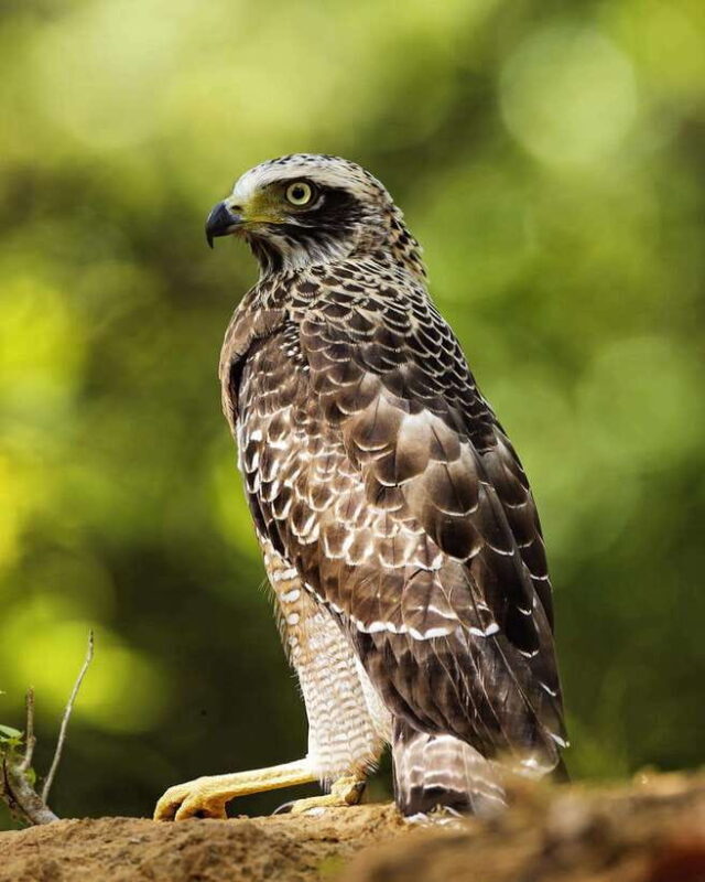 From Bentota - Yala National Park Full Day Safari Tour - Who Will Appreciate This Tour?