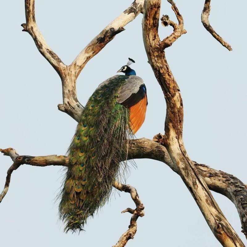 From Bentota - Yala National Park Full Day Safari Tour - FAQ