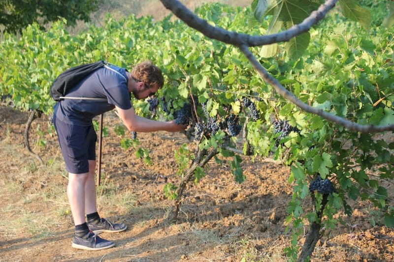 From Berat: Guided Winery Tour with Transfers and Tastings - From Berat: Guided Winery Tour with Transfers and Tastings — A Genuine Albanian Experience