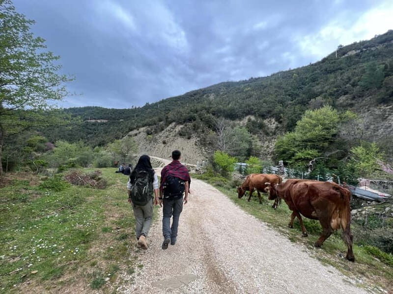 From Berat: Osumi Canyon, Bogova Waterfall, and Pirro Goshi - FAQ