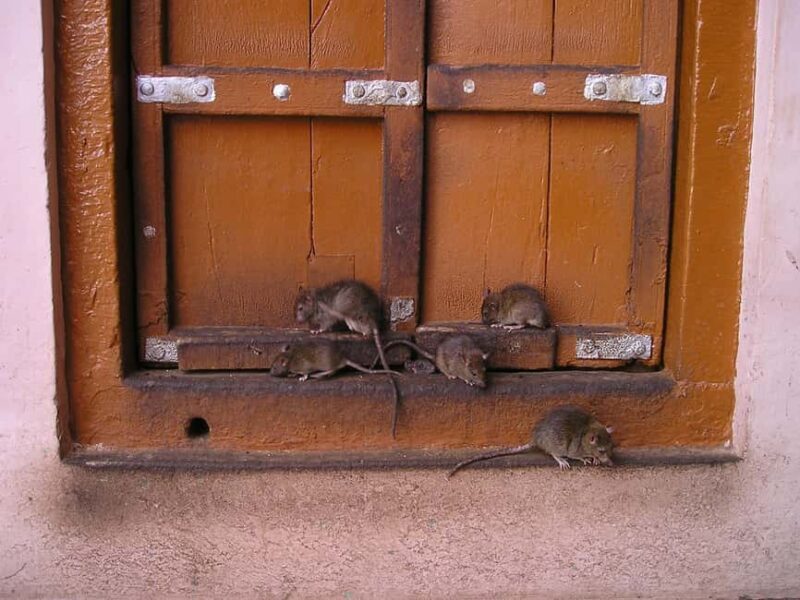 From Bikaner: Rat Temple Tour with Drop-off at Jodhpur - In The Sum Up: Who’s the Best Fit?