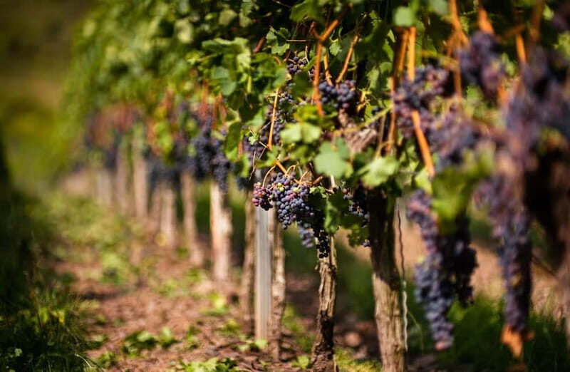 From Bilbao: La Rioja Wineries Day Trip with Wine Tastings - In-Depth: The Itinerary