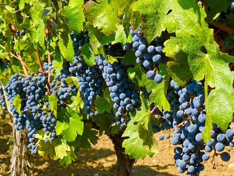 From Biograd: Wine and Olive Oil Tasting in Ranjevia Dvori - Who Should Consider This Tour?