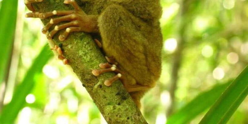 From Bohol: Full-Day Countryside Tour - Key Points