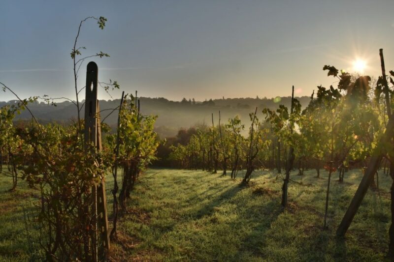 From Bologna: Wine Experience Colli Bolognesi - Final Thoughts