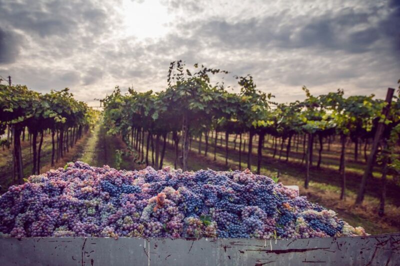 From Bologna: Wine Tasting and Vineyard Tour - An Honest Look at the Experience