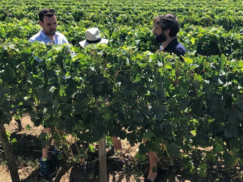 From Bordeaux: A day to visit the Medoc and Saint-Emilion - Who Is This Tour Best For?