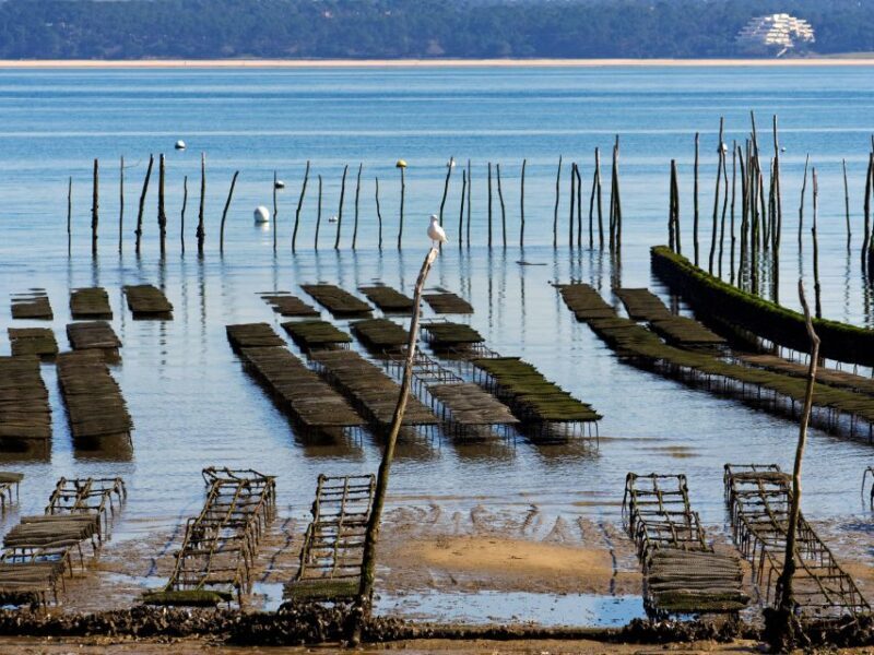 From Bordeaux: Arcachon and Pilat Dune Private Tour - Final thoughts