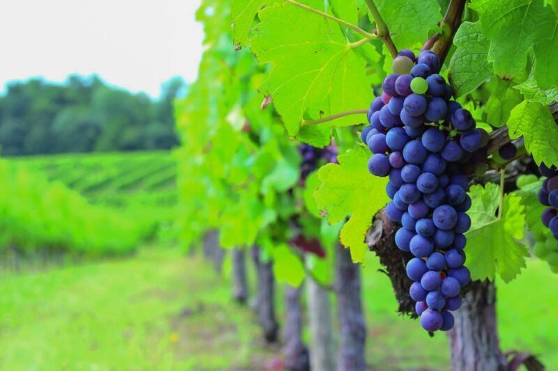 From Bordeaux: Full-Day Medoc Wine Tour - Key Points