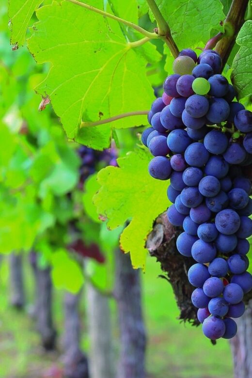 From Bordeaux: Full-Day Medoc Wine Tour - Practical Tips for Making the Most of the Tour