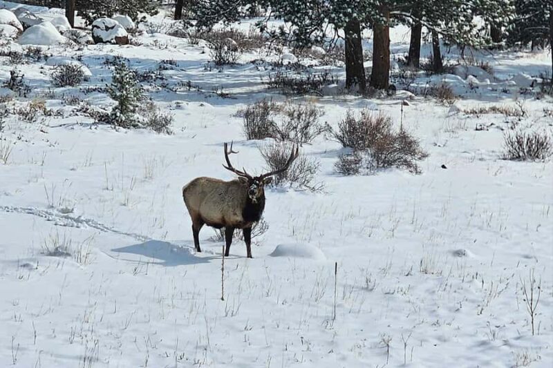 From Boulder or Denver: Rocky Mountain National Park Tour - Key Points