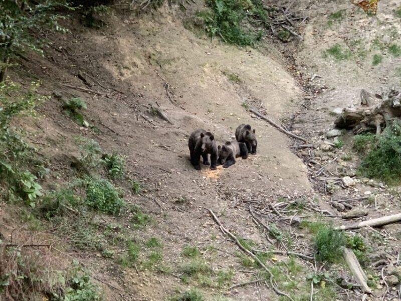 From Brasov: Bear Watching in the Wild - Key Points