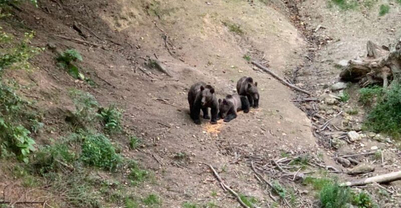 From Brasov: Bear Watching in the Wild - What Makes This Tour Special?