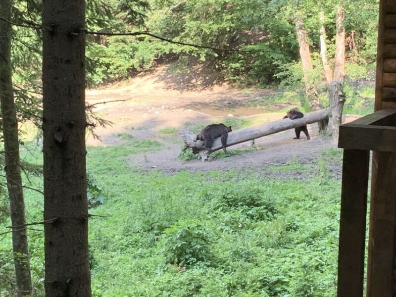 From Brasov: Bear Watching in the Wild - What Reviewers Say