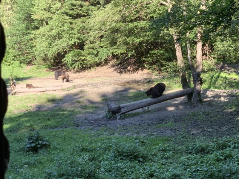 From Brasov: Bear Watching in the Wild - The Value of the Experience