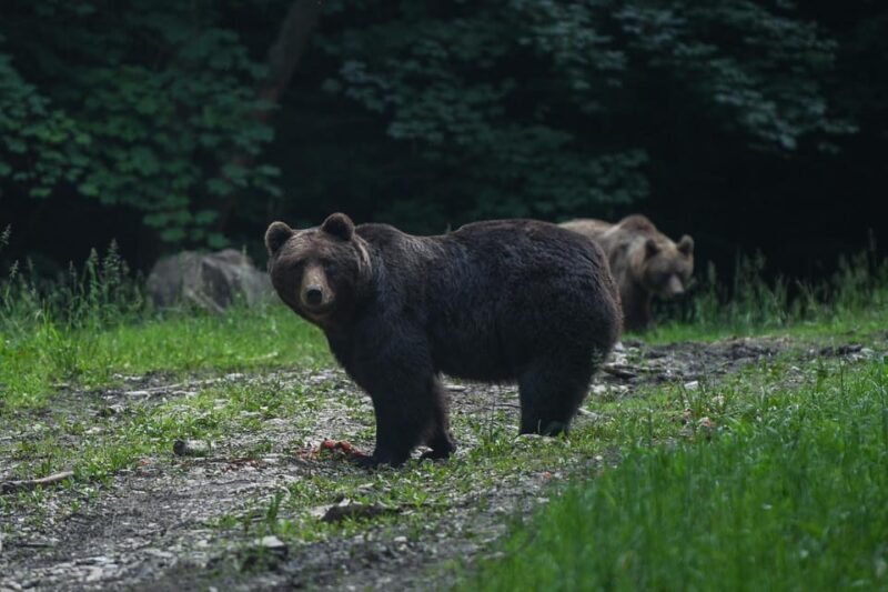 From Brasov: Brown Bear Watching in the Carpathian Mountains - From Brasov: Brown Bear Watching in the Carpathian Mountains