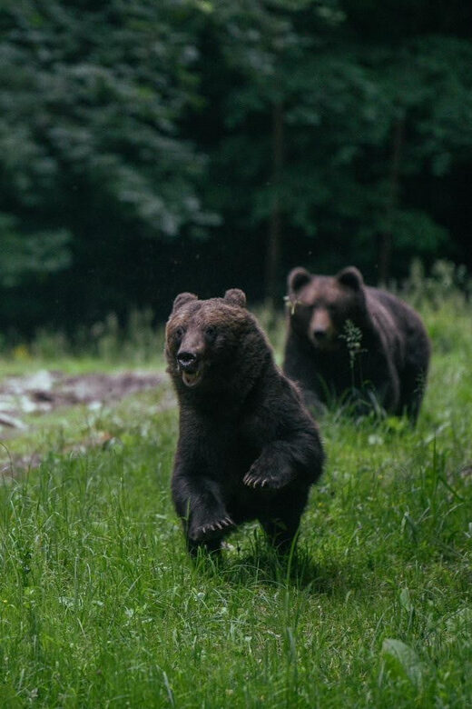 From Brasov: Brown Bear Watching in the Carpathian Mountains - Key Points