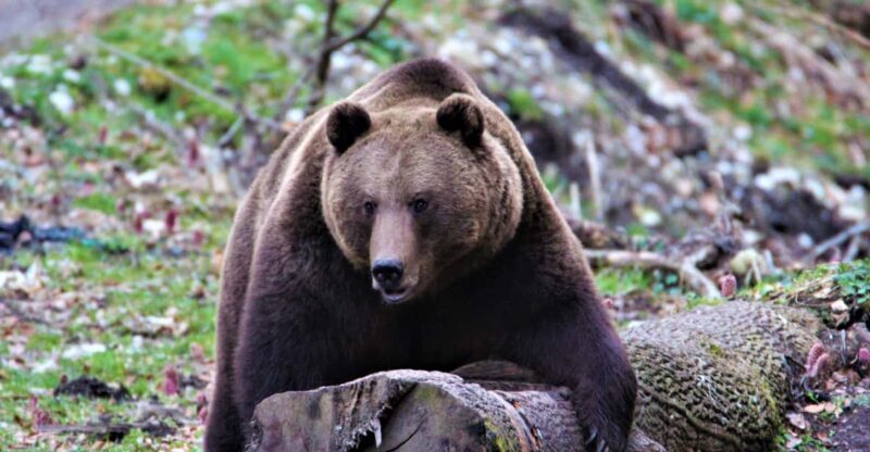 From Brasov: Brown Bear Watching in the Carpathian Mountains - What to Expect and Practical Tips