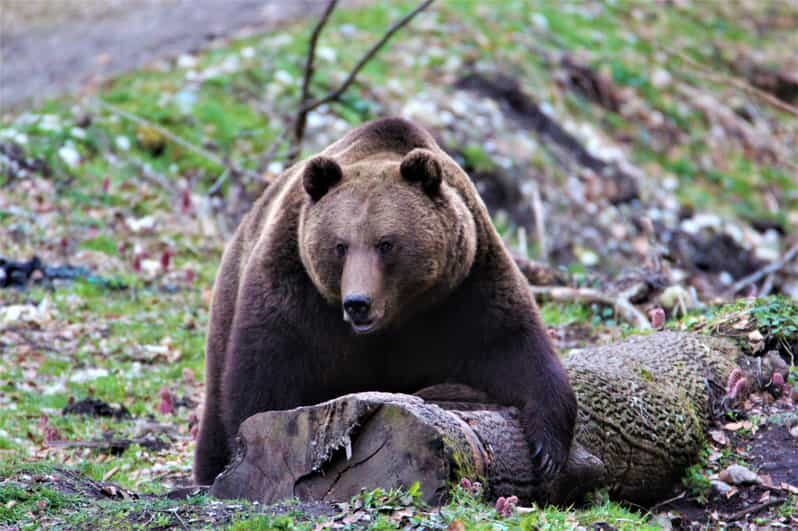 From Brasov: Brown Bear Watching in the Carpathian Mountains - Authenticity & Ethical Wildlife Observation