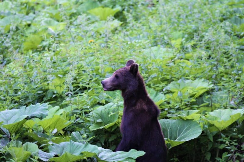 From Brasov: Brown Bear Watching in the Carpathian Mountains - Final Thoughts: Who Should Consider This Tour?