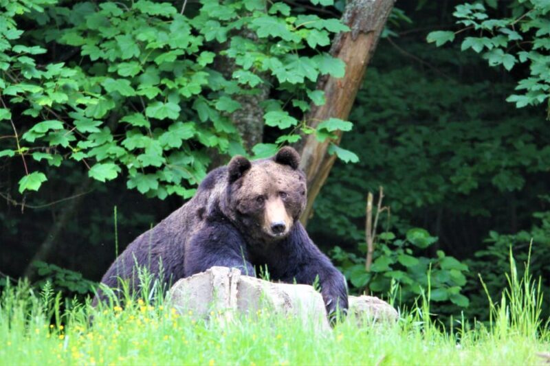 From Brasov: Brown Bear Watching in the Carpathian Mountains - FAQ