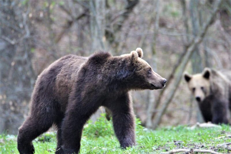 From Brasov: Brown Bear Watching in the Carpathian Mountains - Final Summary