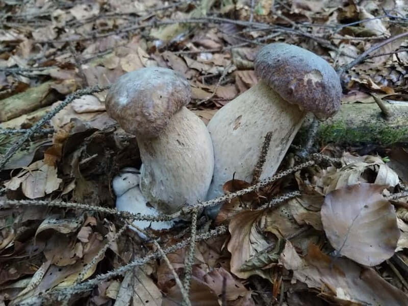 From Brasov: Half-Day Foraging Lesson - Key Points