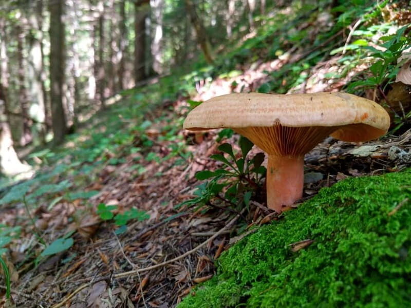 From Brasov: Half-Day Foraging Lesson - The Details: What to Expect from the Foraging Tour