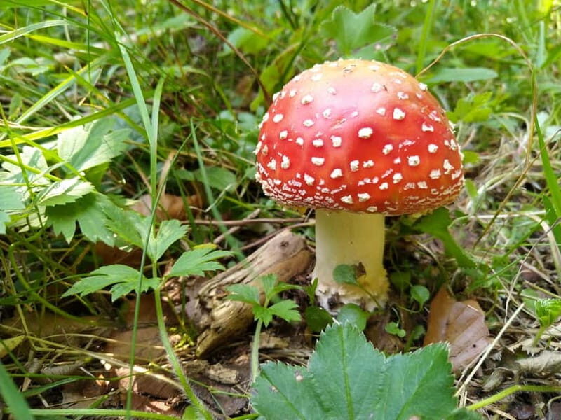 From Brasov: Half-Day Foraging Lesson - A Closer Look at the Itinerary