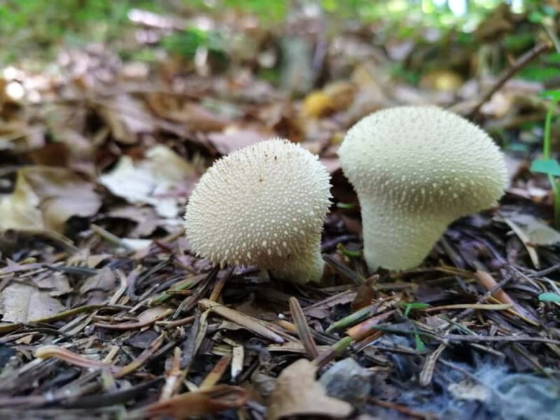 From Brasov: Half-Day Foraging Lesson - The Value for Money and Overall Experience