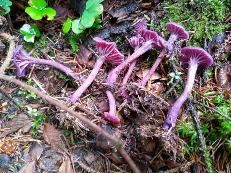 From Brasov: Half-Day Foraging Lesson - Frequently Asked Questions