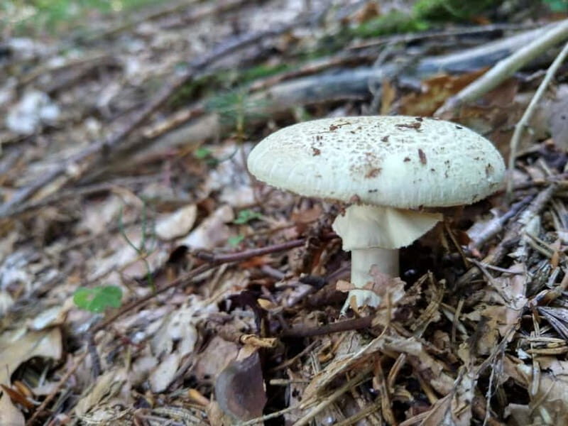From Brasov: Half-Day Foraging Lesson - Final Thoughts
