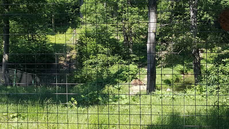 From Brasov: Libearty Bear Sanctuary Guided Tour - Exploring the Journey from Brasov to Zarnesti