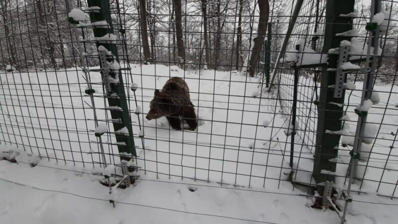 From Brasov: Libearty Bear Sanctuary Guided Tour - The Experience: What Makes It Special