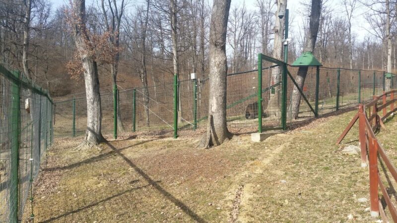 From Brasov: Libearty Bear Sanctuary Guided Tour - The Reviews in a Nutshell
