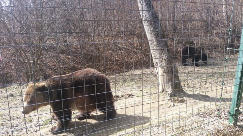 From Brasov: Libearty Bear Sanctuary Guided Tour - In The Sum Up: Who Should Consider This Tour?