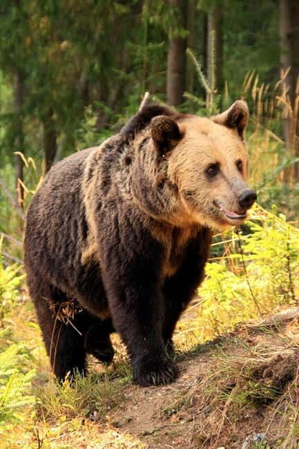 From Brasov: Small-Group Brown Bear Watching Tour - Detailed Breakdown of the Tour Experience