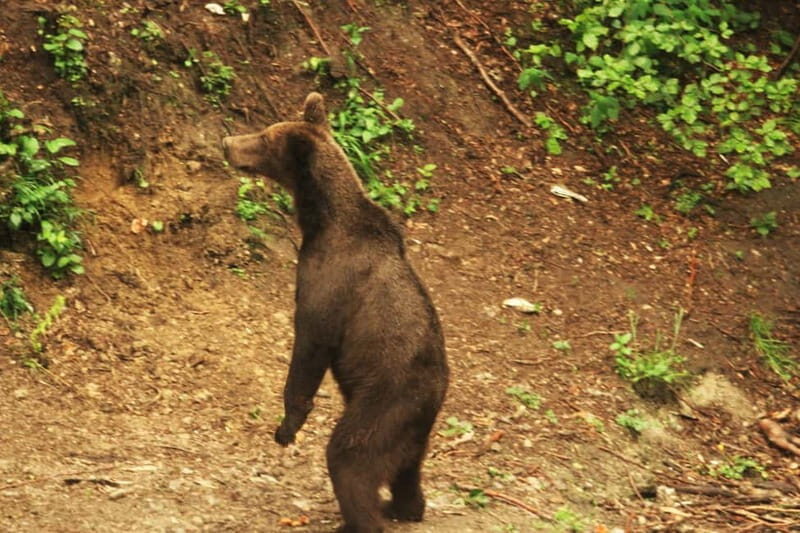 From Brasov: Small-Group Brown Bear Watching Tour - Who Would Love This Tour?