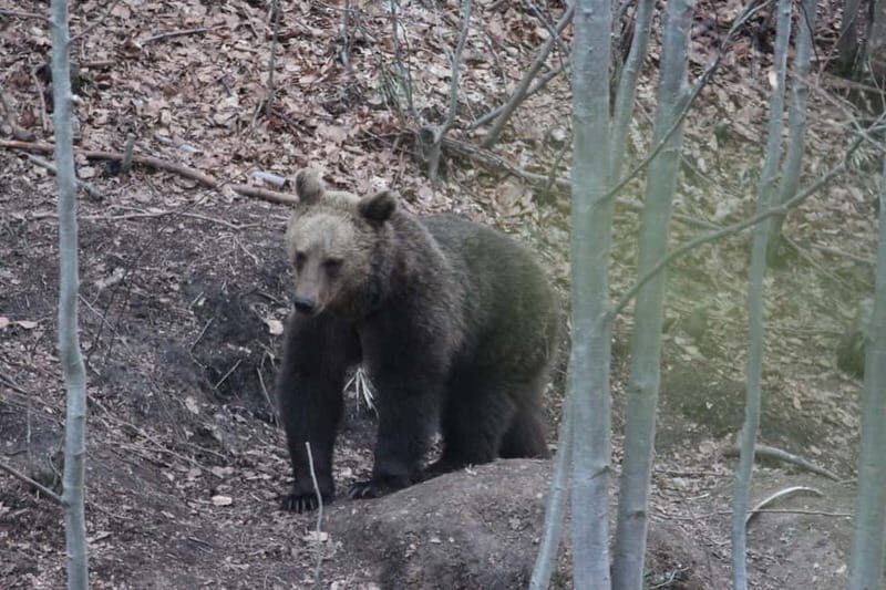 From Brasov: Small-Group Brown Bear Watching Tour - Frequently Asked Questions