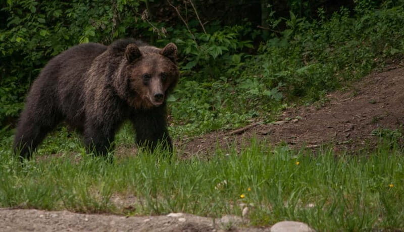 From Brasov: Small-Group Brown Bear Watching Tour - Final Thoughts