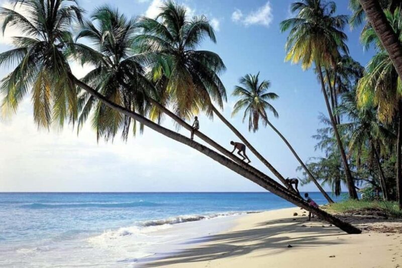 From Bridgetown: Barbados Coast To Coast Half-Day Tour - Transportation & Logistics