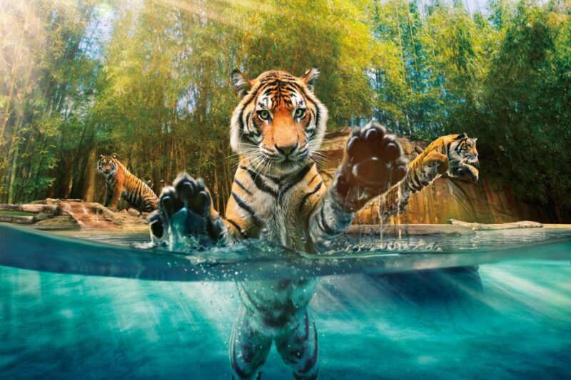 From Brisbane: Australia Zoo Ticket and Roundtrip Transfer - Entering the Australia Zoo: Wildlife and Conservation Focus