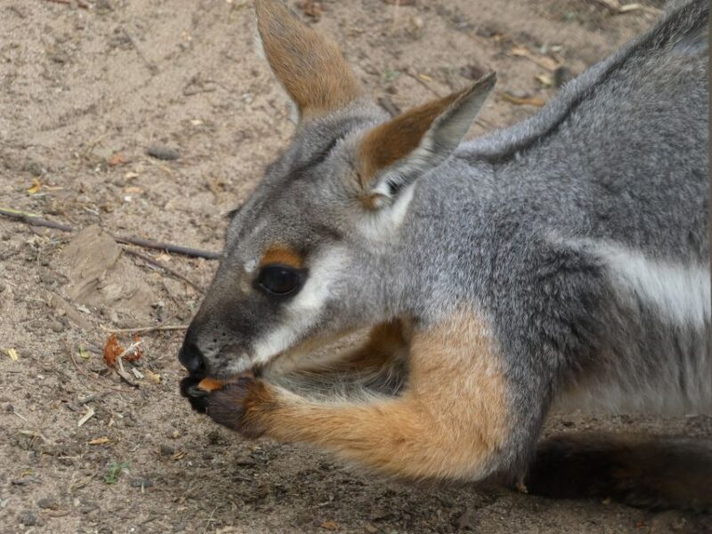 From Brisbane: Day Trip to Noosa, Glass House Mtns and Zoo - Final Thoughts