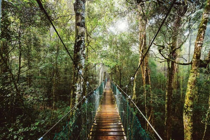 From Brisbane: Lamington National Park Rainforest Tour - Key Points