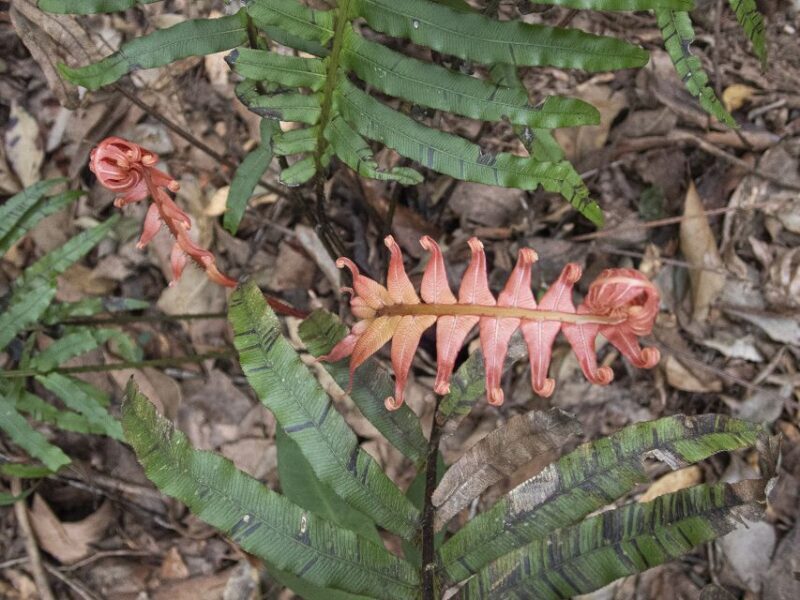 From Brisbane: Maiala Rainforest Private Tour - Unearthing the Beauty of Maiala Rainforest: A Private Tour Review
