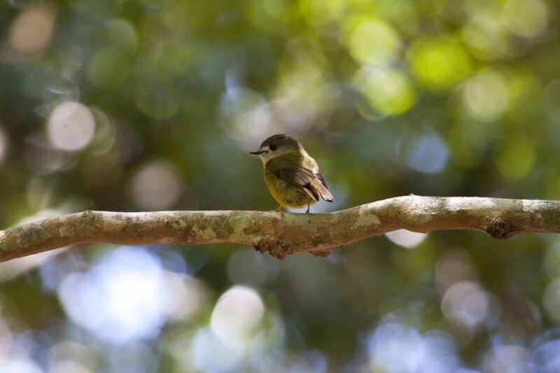 From Brisbane: Maiala Rainforest Private Tour - Walking into the Heart of the Rainforest