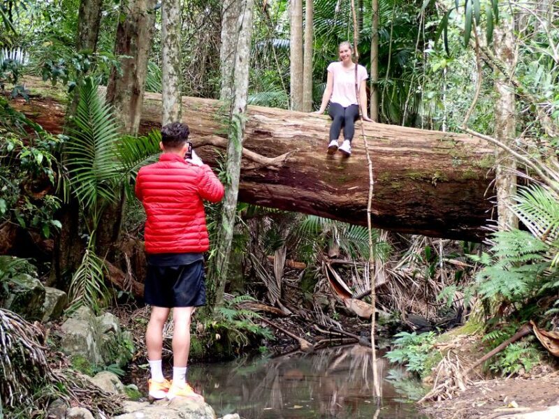 From Brisbane: Maiala Rainforest Private Tour - Scenic Lookouts and Refreshing Lunch Breaks