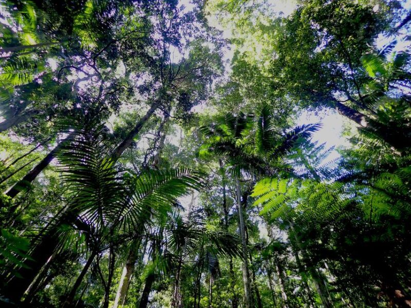 From Brisbane: Maiala Rainforest Private Tour - Valuable Details and Booking Insights