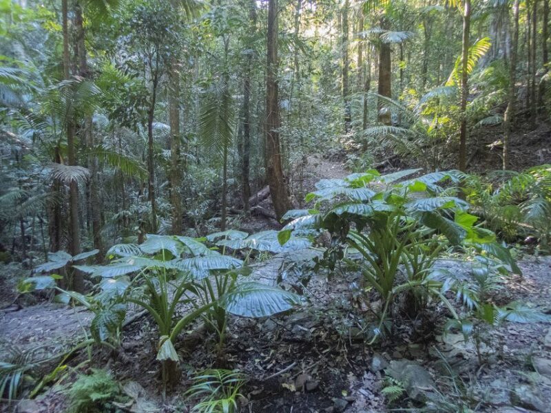 From Brisbane: Maiala Rainforest Private Tour - Authentic Experiences and Traveller Feedback